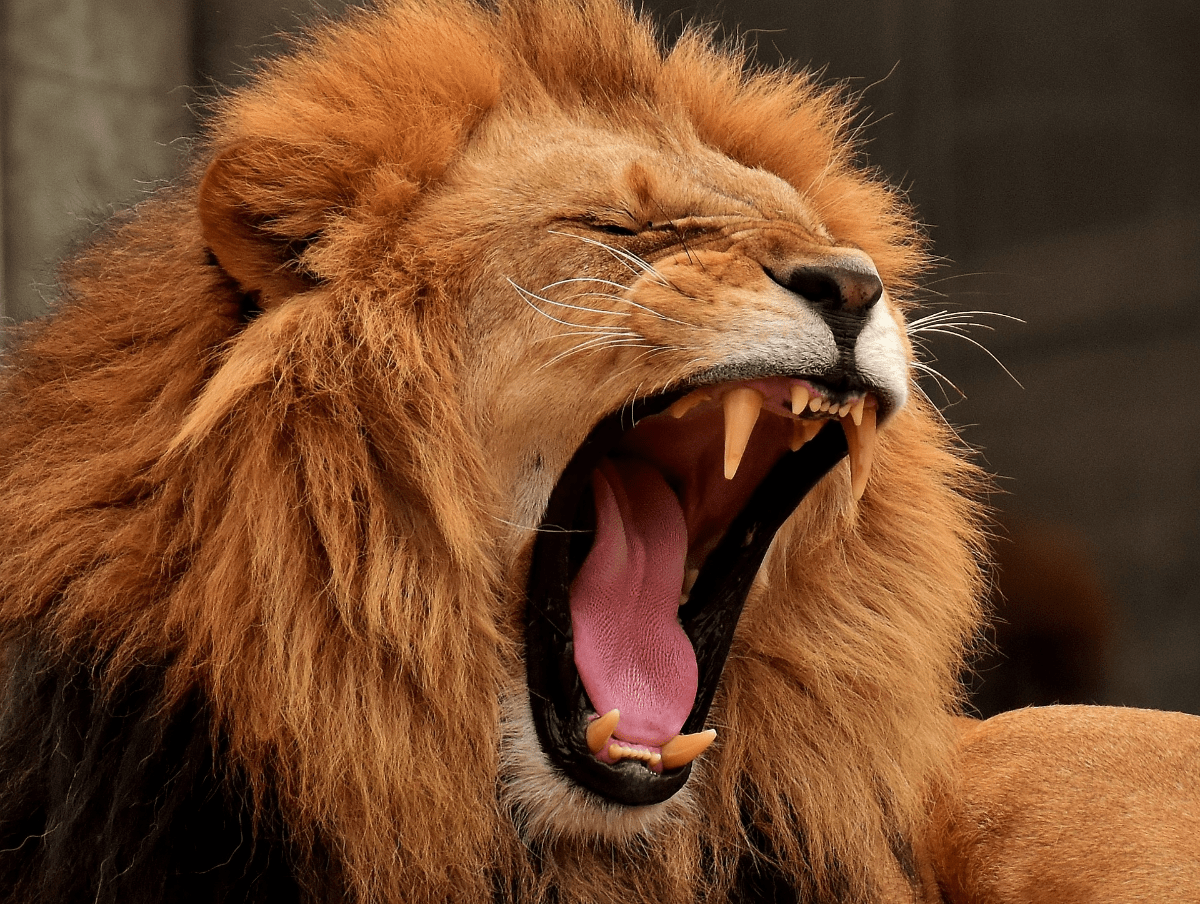 What Animal Has the Strongest Bite Force? Top 15 Animals with the ...