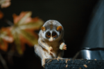 From Sloths to Tortoises: Discover the Slowest Animals in the Animal ...