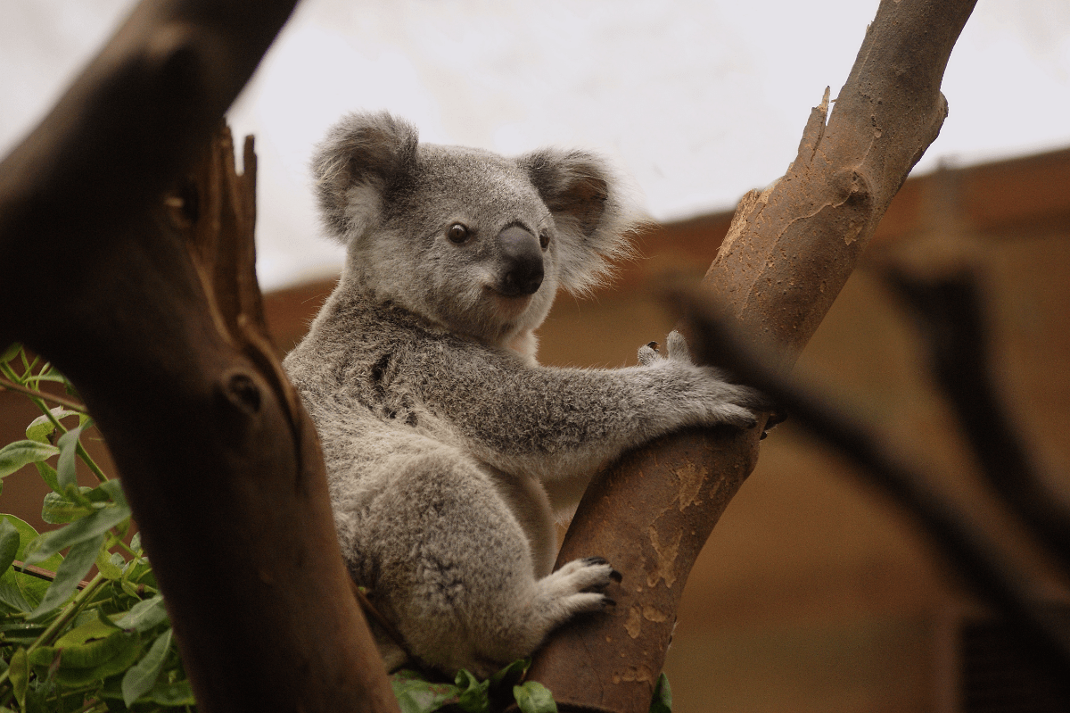 From Sloths to Tortoises: Discover the Slowest Animals in the Animal ...
