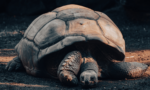 From Sloths to Tortoises: Discover the Slowest Animals in the Animal ...