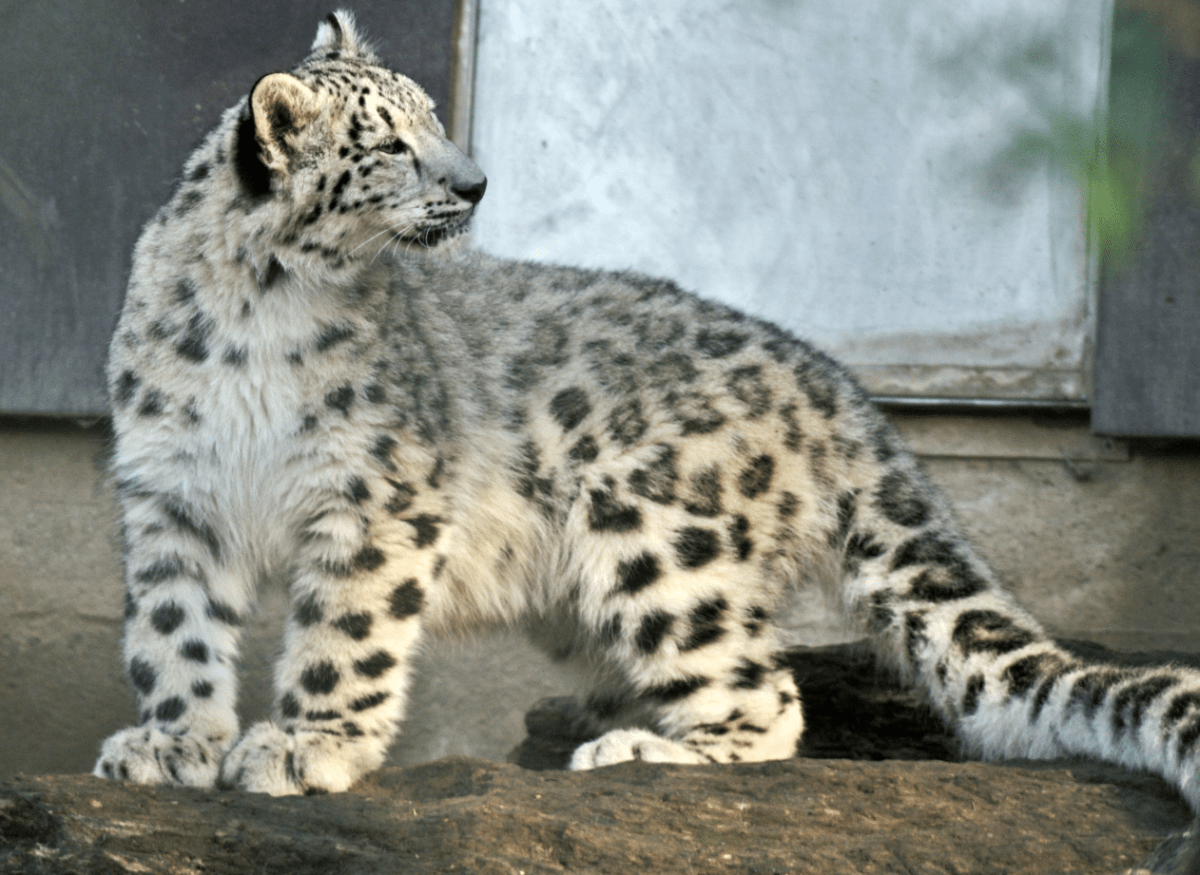10 Fascinating Snow Leopard Facts you need to know - primalwildlife.com