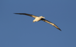 Top 10 Birds with Largest Wingspan: Discover Nature's Flying Giants ...