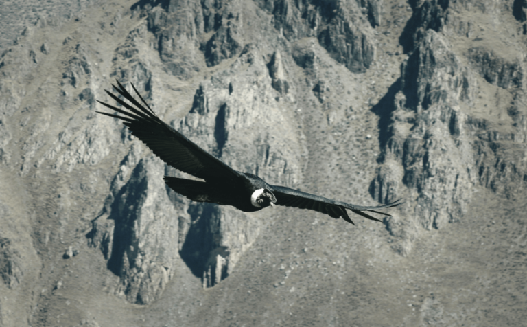Top 10 Birds with Largest Wingspan: Discover Nature's Flying Giants ...