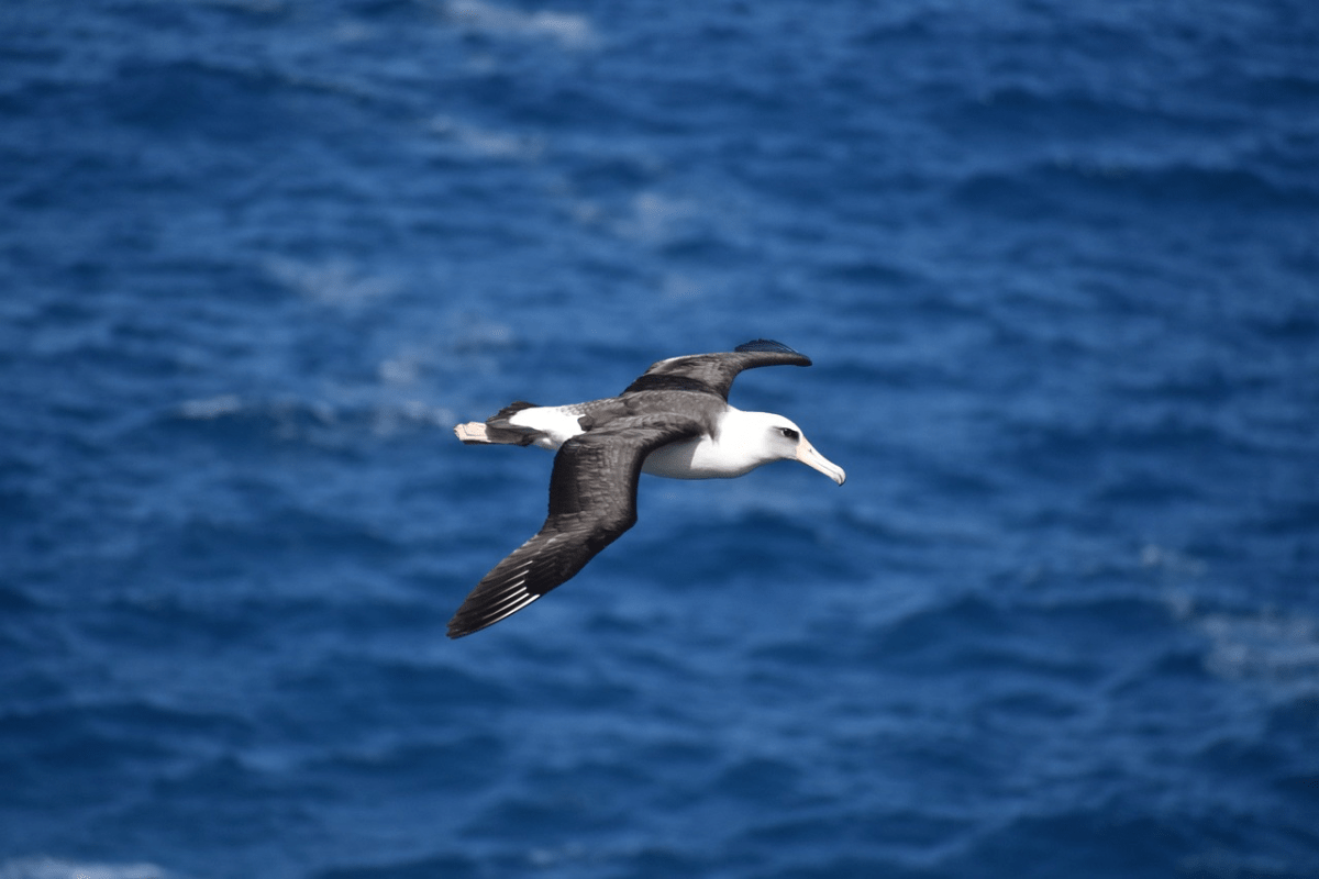 Top 10 Birds with Largest Wingspan: Discover Nature's Flying Giants ...