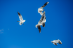 Top 10 Birds with Largest Wingspan: Discover Nature's Flying Giants ...