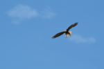 Top 10 Birds with Largest Wingspan: Discover Nature's Flying Giants ...